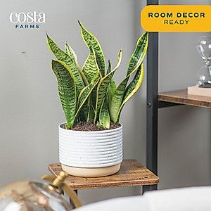 Costa Farms Live Snake Plant, Easy Care Houseplant in Indoor Garden Plant Pot, Grower's Choice House Plant in Potting Soil Mix, Succulent Plant Gift for Housewarming, Office, Home Decor, 1-2 Feet Tall