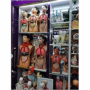 Human Torso Body Model Anatomy Anatomical Medical Internal Organs for Teaching 28CM Torso Human Torso Model with Internal Organs - for Study Teaching