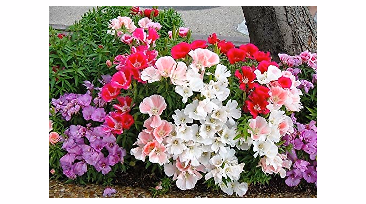 Seeds Satin Flower (Godetia) Mix Large Flower Indoor Garden Beautiful ...