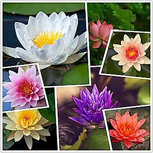10 Lotus Seeds for Planting - Grow in a Bowl, Koi Pond, Outdoor Pond - Popular Indoor Aquatic Bonsai