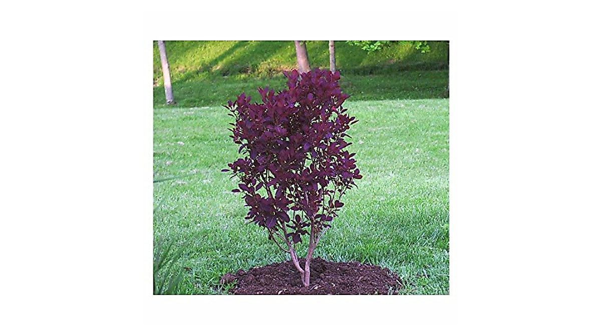 Royal Purple Smoke Tree - Stunning Fall Color & Fast Growth