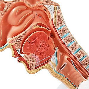 Evotech Life Size Nasal Oral Cavity Throat 1:1 Human Nasopharynx Laryngopharyngeal Nasal Cavity, Oral Cavity, Pharynx, Larynx, Anatomical Model,