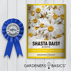 White Shasta Daisy Flower Seeds for Planting (Alaska, Chrysanthemum Maximum) Perennial Heirloom, Non-GMO Flowers Seed Variety- 500mg Seeds Great for Summer Cut Flower Gardens by Gardeners Basics
