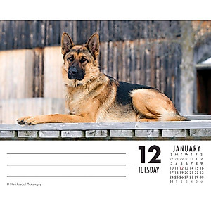 Just German Shepherds 2021 Box Calendar (Dog Breed Calendar)