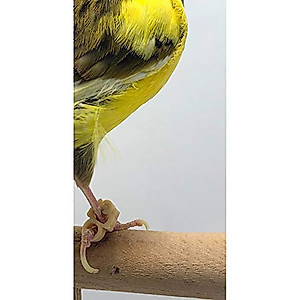 Fit Fly Slip Claw Treatment Rings Bracelets Birds Canary Finch Tropical Birds