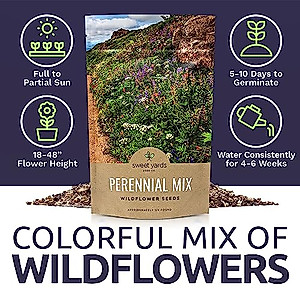 Perennial Wildflower Seeds Mixture - Bulk 1/4 Pound Bag - Over 60,000 ...