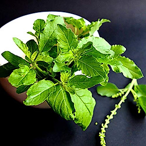 Gaea's Blessing Seeds - Holy Basil Seeds - Heirloom Seeds with Easy to Follow Planting Instructions - Sacred Tulsi Open-Pollinated High Yield Non-GMO 90% Germination Rate