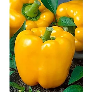 David's Garden Seeds Pepper Bell California Wonder Golden 4472 (Yellow) 25 Non-GMO, Heirloom Seeds
