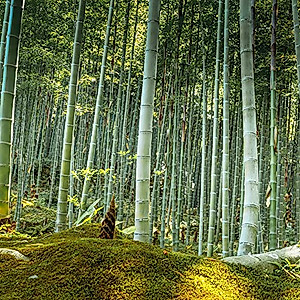 YEGAOL Garden Moso Bamboo Seeds 60Pcs Organic Non-GMO Evergreen Ornamental Fast Growing Tall Backyard Plant