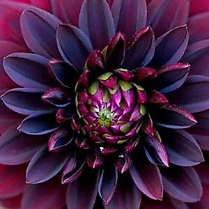 VAACNEE 100pcs Black Ruby Beauty Dahlia Flower Seeds Exotic Fresh Seeds