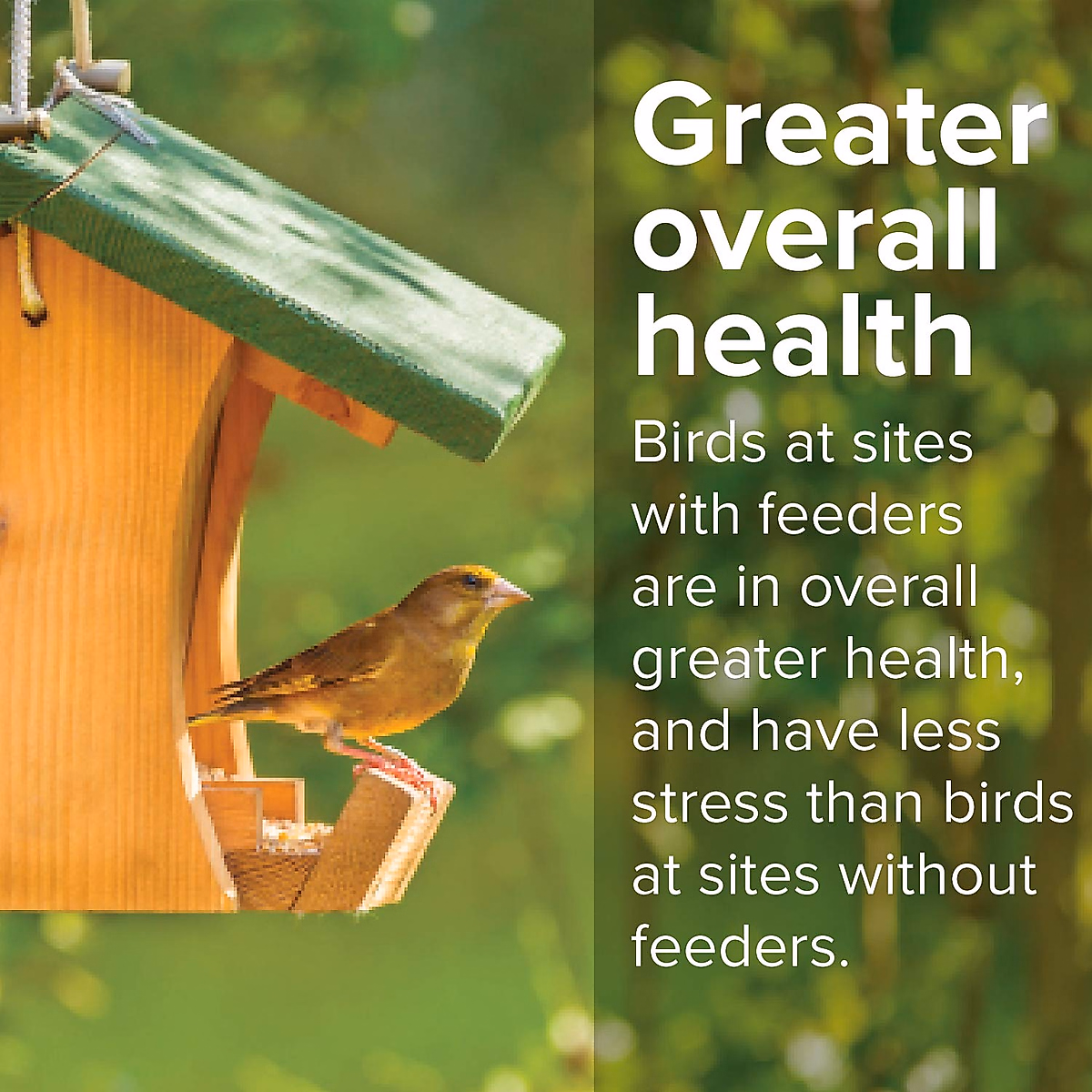 Blue Seal White Safflower Wild Bird Seed | High in Fats and Protein | Attracts Variety of Birds | 4 Pound Bag