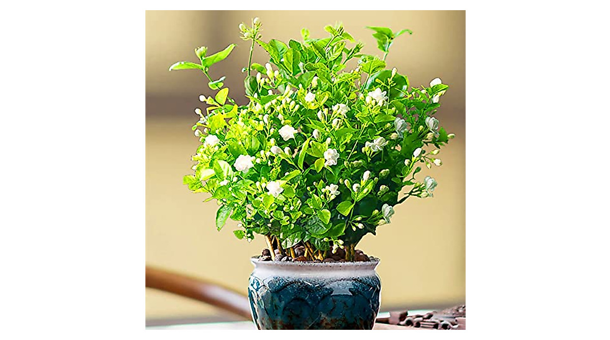 50pcs Non-GMO Jasmine Seeds - Easy to Grow