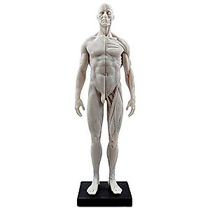 Human Body Musculoskeletal Anatomical Model for Study and Teaching (30CM2)