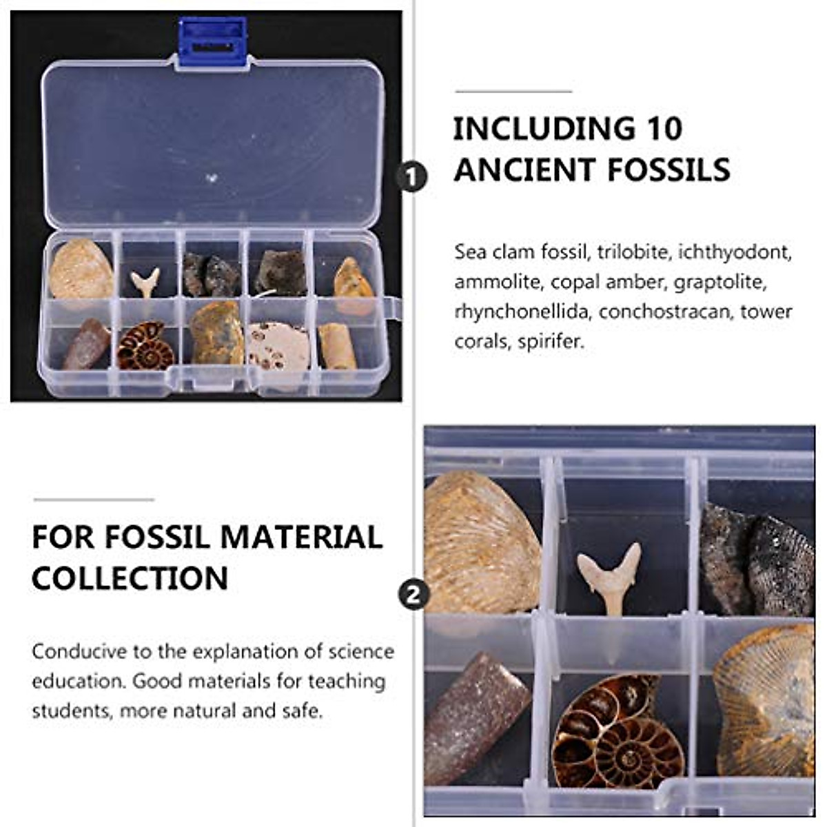 Hemobllo Fossil Specimens Collection Set, 10PCS Paleontology Fossil Specimens, Trilobite Amber Fossil Educational Science Kits, Creative Science Decoration Stone