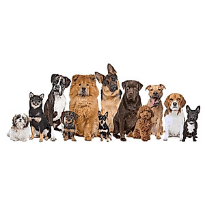 Health Factor USA Elk Velvet Nutrition Joint and Hip Mobility Enhancement Supplement for Dogs - 2 Month Supply