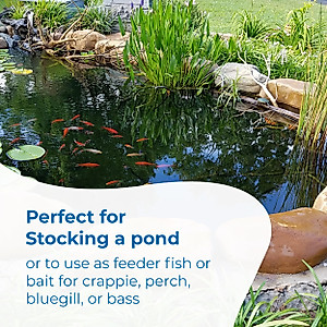 Toledo Goldfish Rosie Red Minnows - Versatile Live Fish Perfect for Aquariums or as Feeder Fish for Ponds - Small, 1,000 Count