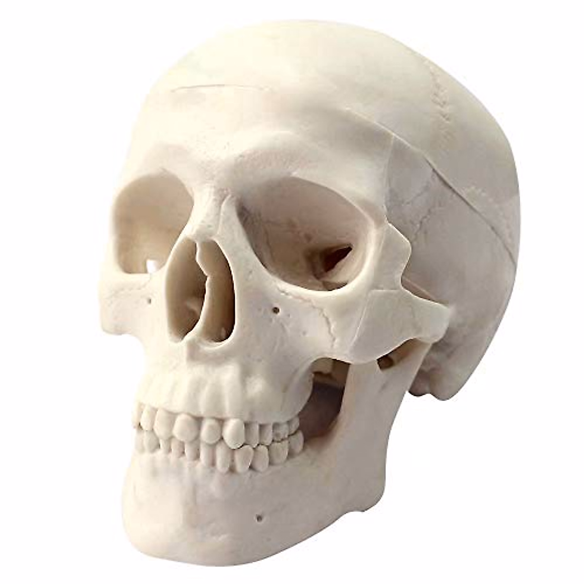 Global-Dental Human Mini Size Anatomical Head Bone Skull Bone Model Educational Model Teaching Model