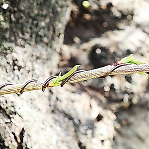 Wazakura 3pcs Aluminum Bonsai Wire Tool Kit with 2 Sizes (5.0mm + 6.0mm) and Wire Cutter Made in Japan, 2 Roll Bonsai Training Wire and Pliers Starter Set - 5 mm + 6 mm + Wire Cutter, Brown