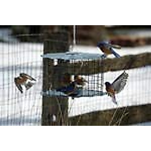 Erva Bluebird Feeder - Includes Meal Worm Cup - Designed to Keep Squirrels Out - Made in The USA