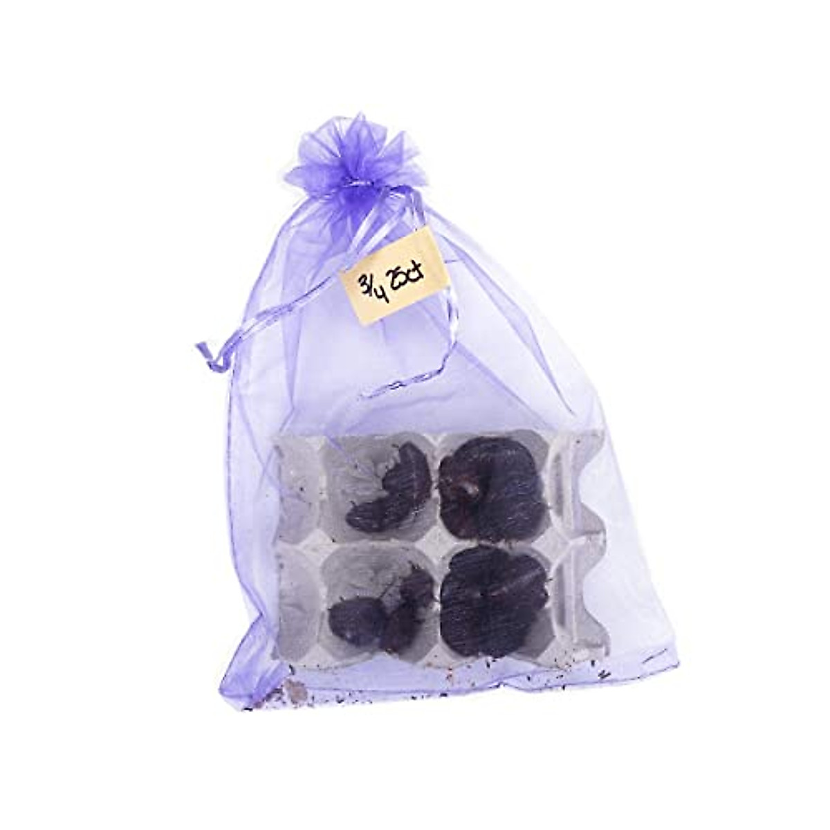 Josh's Frogs 3/4" - 1" Large Orange Head Roaches (25 Count)