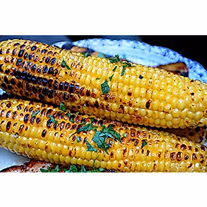 Bodacious RM Sweet Yellow Corn Seeds for Planting, 50+ Seeds Per Packet, (Isla's Garden Seeds), Non GMO Seeds, 90% Germination Rates, Scientific Name: Zea Mays, Great Home Garden Gift