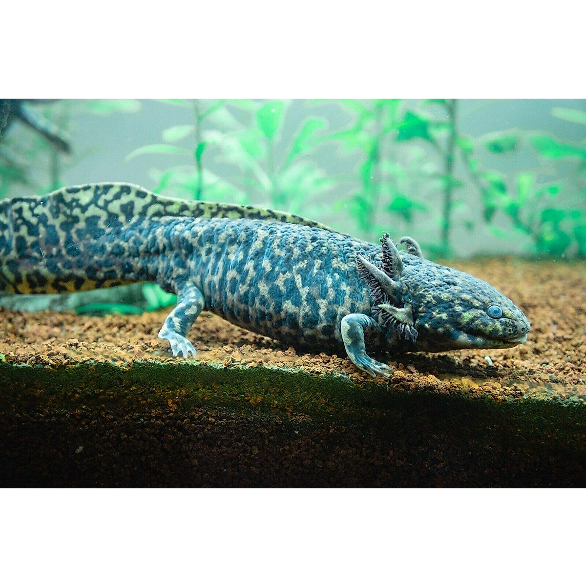 AQUATICBLENDEDFOODS Gourmet Axolotl Soft Food Pellet Mix 3.2mm & 4.0mm & Mini BLOODWORM Sticks (2oz) - ABF7