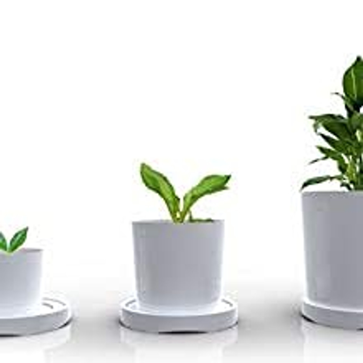 Horizen Bum Bum Bhole Organic Mustard Oil Cake Powder Fertilizer Manure for Plants Growth & Plant Nutrient (900 Gm)