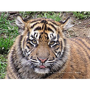 Canon digital camera PowerShot (power shot) SX530 HS PSSX530HS - International Version (No Warranty)