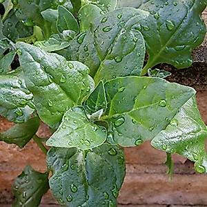 New Zealand Spinach Seeds for Planting, 100+ Heirloom Seeds Per Packet, (Isla's Garden Seeds), Non GMO Seeds, Botanical Name: Tetragonia tetragonioides, Great Home Garden Gift