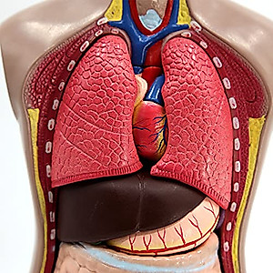 WFTD Removable Torso Model, Human Internal Organs Male Torso Anatomical Model Organ Structure Building for Children's Science Popularization and Medical Teaching