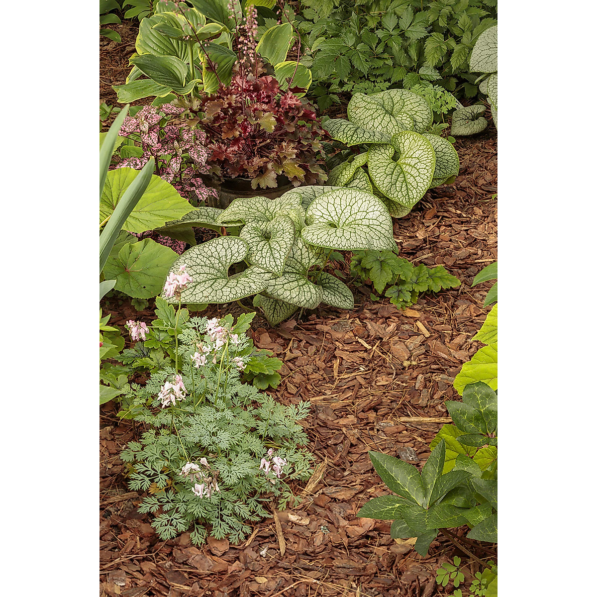 Proven Winners HEUPWP2147800 Dolce Cherry Truffles Coral Bells Live Plant, 4.5 in. Quart, Red Foliage