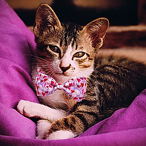 Valentine Bow Tie Cat Collar Set with Bell, Holiday Pink Heart and Heart Balloons Cat Collar for Boys and Girls Kitty Kittens