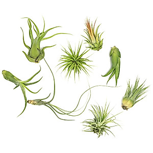 Air Plant Low Light House Plants Box (8PK) Tillandsia Air Plants Live Houseplants Live Indoor Plants Live Succulents Plants Live Terrarium Plants Live, Air Plant Holder Airplant Kit by Plants for Pets