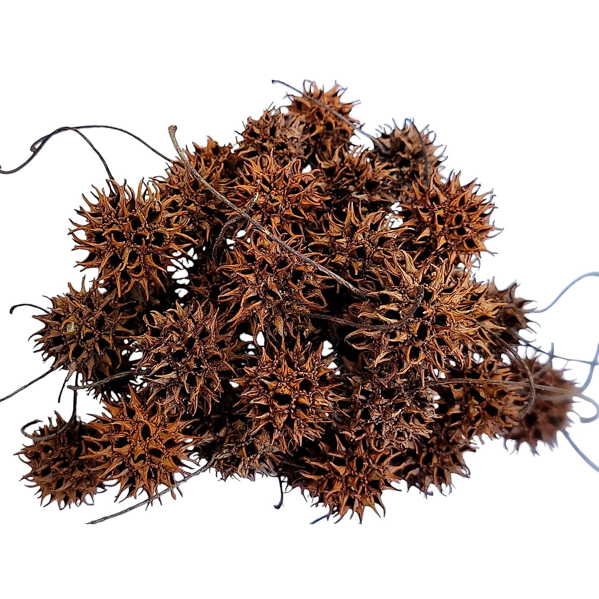 Sweet Gum Tree Seed Pods for Reptiles, Amphibians, Isopds, Terrarium, Bioactive Enclosures, 20 Count of Large 1" - 1.5" Natural and Organic Hand Collected Spikey Balls