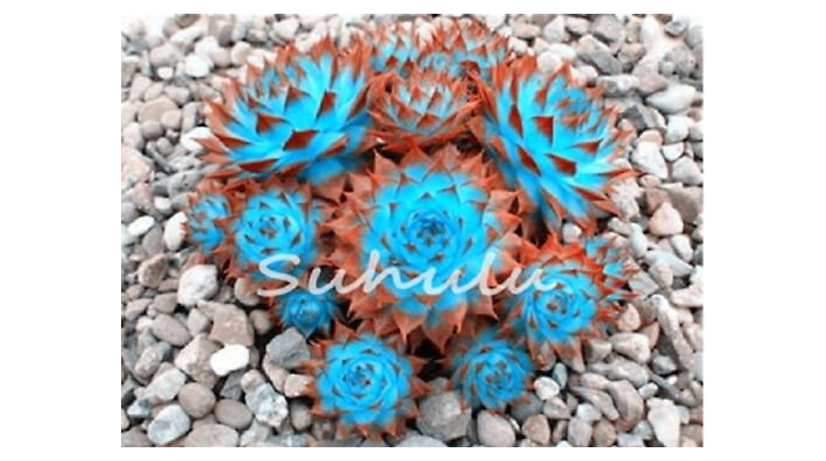 200 pcs Hens and Chicks Succulent Seeds - Buy Now!