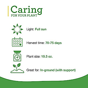 Bonnie Plants Better Boy Tomato: 4 Pack Live Vegetable Plants, Disease Resistant, Large 16 oz Fruit Size, Non-GMO, Red