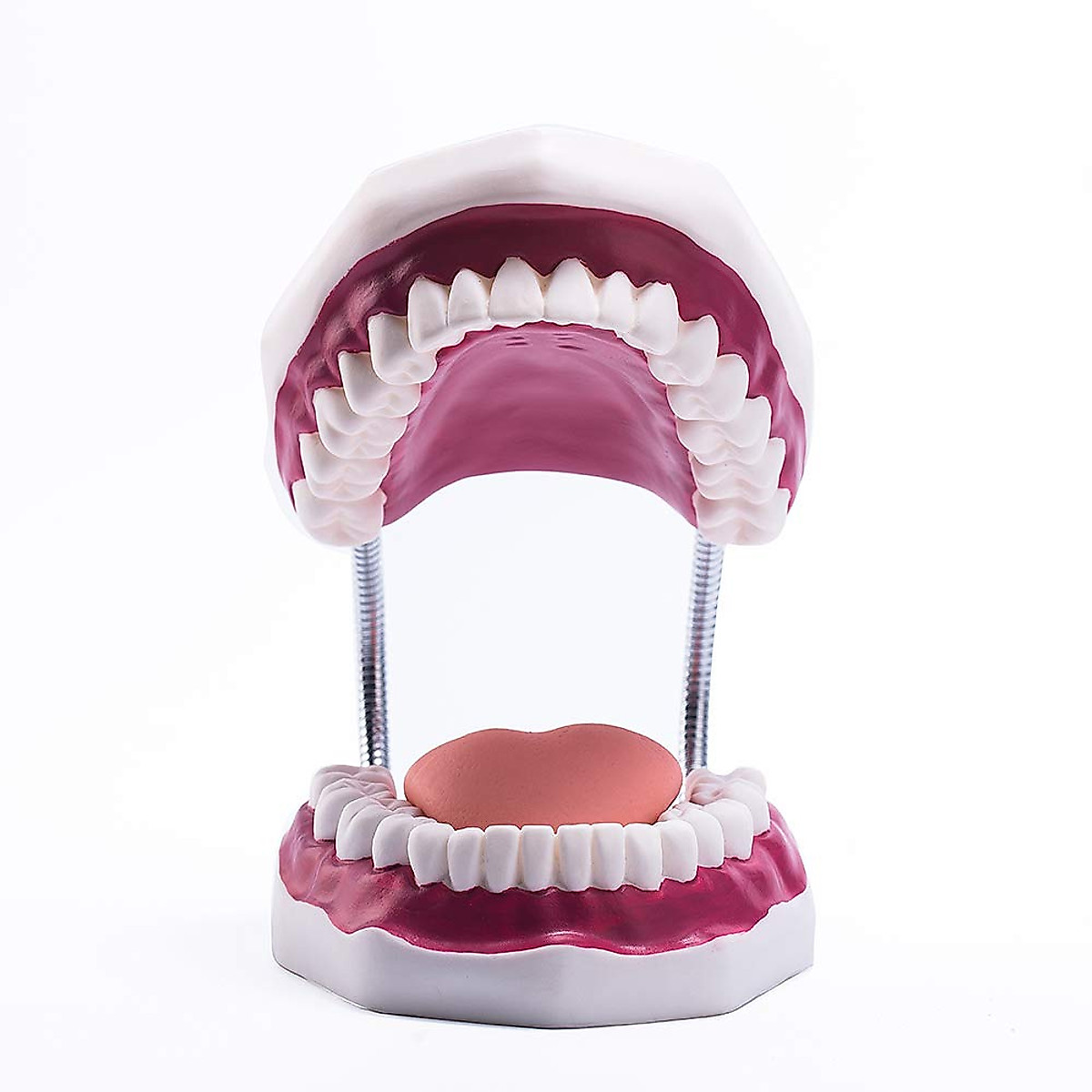Easyinsmile Mouth Model for Speech Therapy 6 Times Enlarge Dental Tooth Brushing Model with Tube Bent Teeth Care