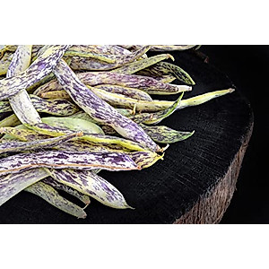 Dragon's Tongue Bush Bean Seeds for Planting, (Dragon Langerie), 25+ Heirloom Seeds Per Packet, (Isla's Garden Seeds), Non GMO Seeds, Scientific Name: Phaseolus vulgaris, Great Home Garden Gift