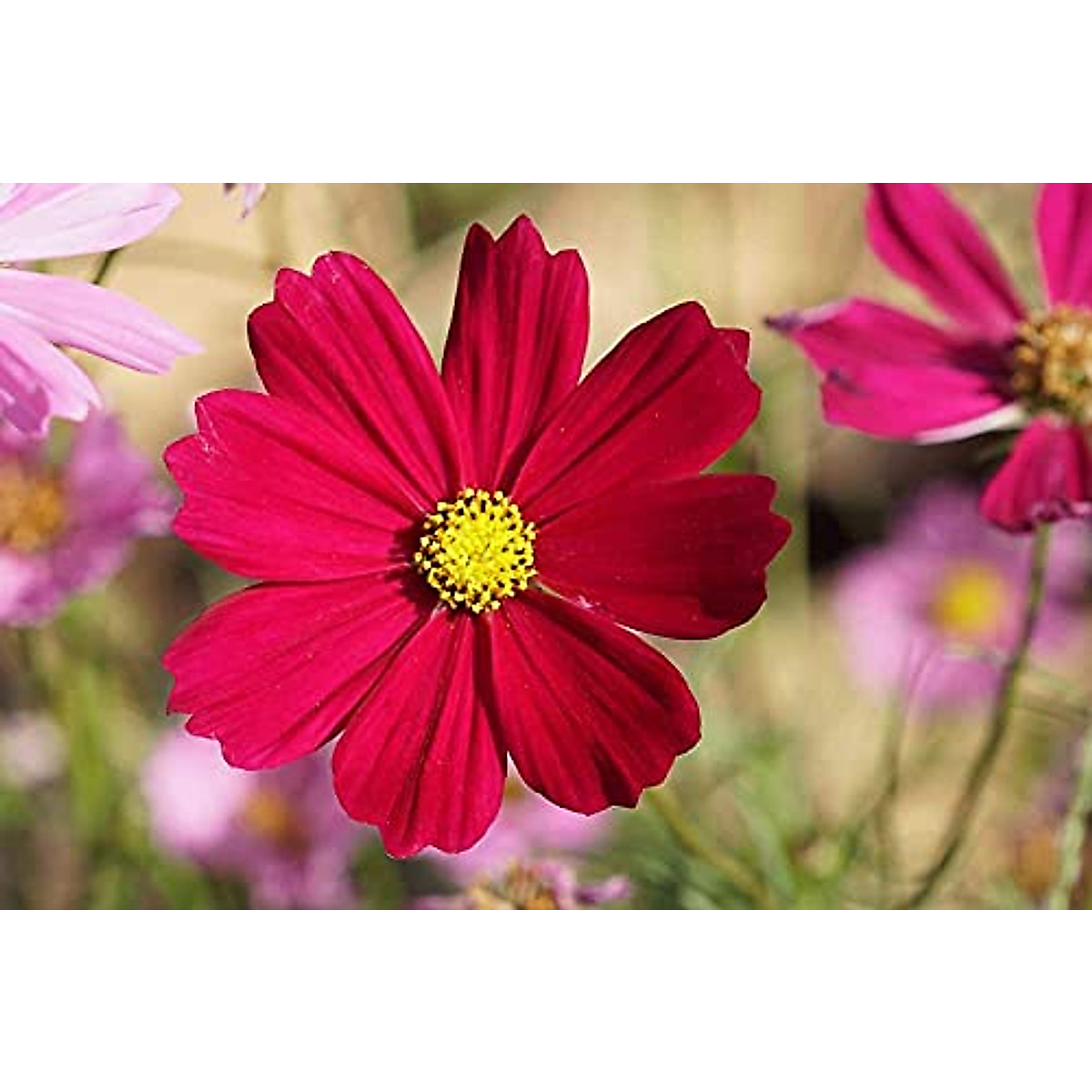 "Dwarf Red" Cosmos Flower Seeds for Planting, 100+ Heirloom Seeds Per Packet, (Isla's Garden Seeds), Non GMO Seeds, Scientific Name: Cosmos Bipinnatus, Great Home Flower Garden Gift