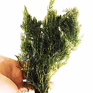 Planterest | Hornwort Ceratophyllum Demersum Live Aquarium Plant Easy for Beginner Tropical Pond Aquatic Plants Decoration - BUY2GET1FREE -