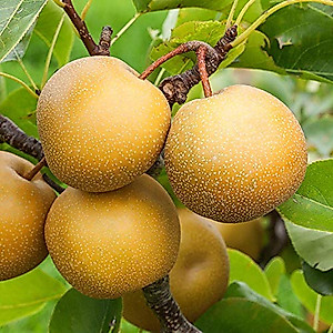10 Asian Pear Seeds - Fast Growing Edible Fruit Tree