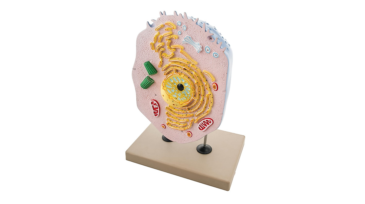EISCO 3D Animal Cell Model for Biology Education | Durable & Detailed