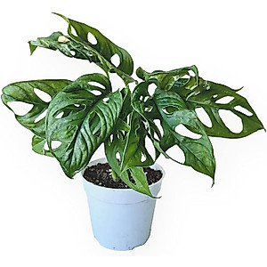 Monstera Adansonii Swiss Cheese Plant, Unique and Beautiful Statement in Any Space, Green Thumbs up and Plant Lover's Favorites in 4" Pot - Hopewind Plants Shop
