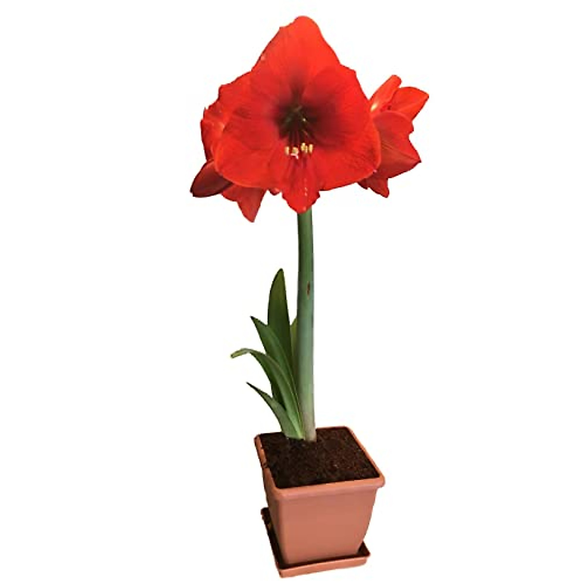 Red Lion Amaryllis Kit - Great Gift - Large Bulb, Pot and Potting Medium