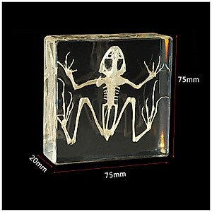 FHUILI Real Frog Skeleton Specimens - Frog Skeleton Natural Bone Model - Transparent Resin Animal Skeleton Embedding Specimen - Science Education Animal Anatomyl Specimen
