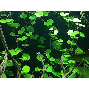 Discus-Warm Water Aquarium Plant Bundle