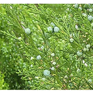 Hetzi Juniper | 3 Live Gallon Size Trees | Juniperus Chinensis | Drought Tolerant Cold Hardy Evergreen Privacy Screening Plants