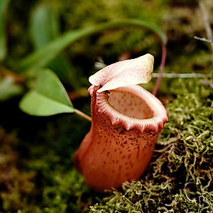 KOqwez33 Flower Garden Decoration 400Pcs/Bag Fast Growing Nepenthes Seeds Carnivorous Gorgeous Bonsai Garden Pitcher Plant Seeds for Balcony - Nepenthes Seeds