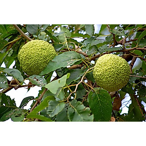 The Rike 100 Seeds Osage Orange Trees Seeds Osage Apple Trees Non-GMO Maclura pomifera, Horse Apple, Brain Fruit Hedge Apple Tree seeds
