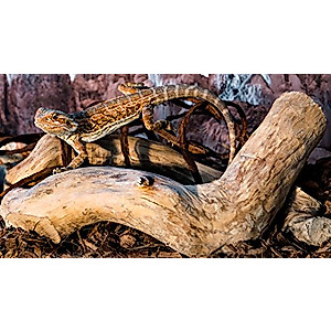 Galápagos (05282) Driftwood Branches, Natural, 2-3 Ft.